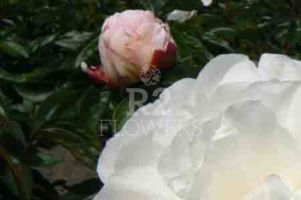 Alice Harding - R2 Flowers BV | Broker in Paeonia