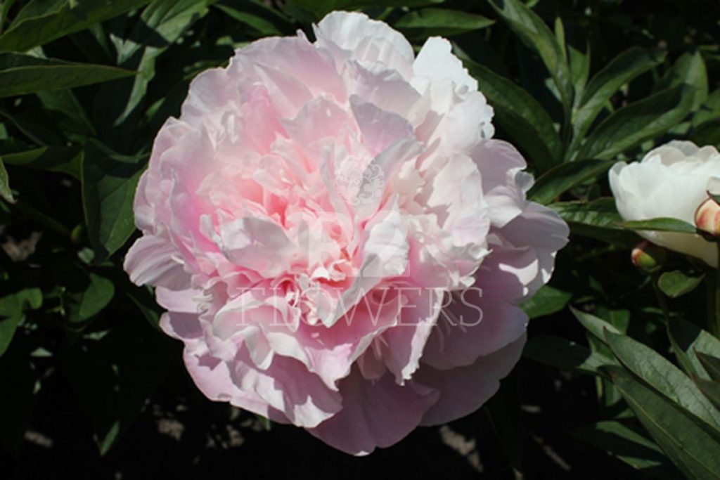 Paeonia-Peony Mary Brand | R2 Peony - offer