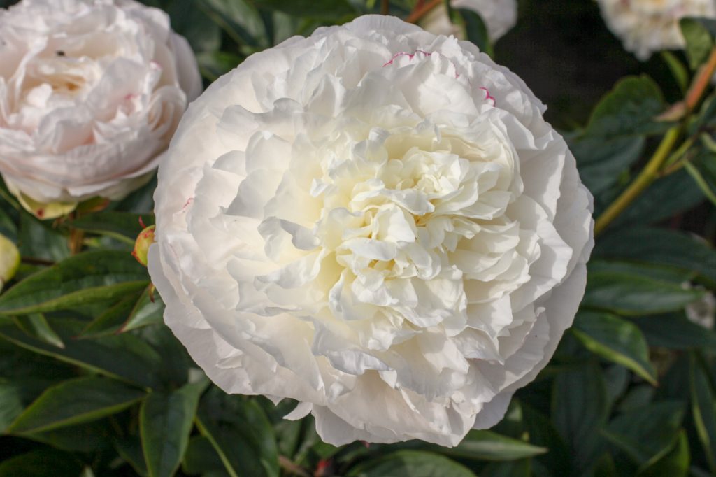 Paeonia-Peony Omeo Snow | R2 Peony - offer