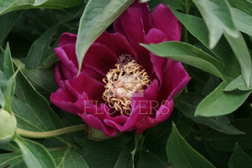 Paeonia-Peony Royal Flash | R2 Peony - offer