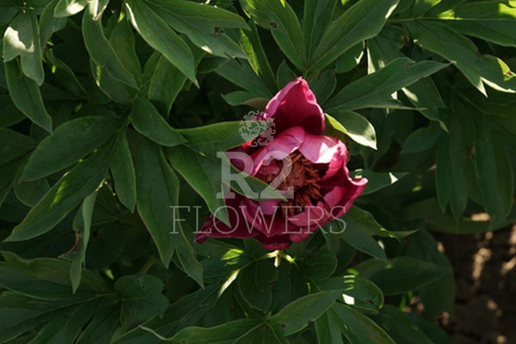 Paeonia-Peony Simply Surreal | R2 Pony - offer