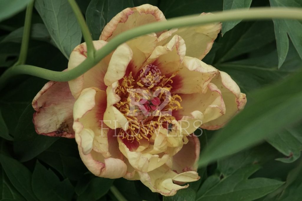Paeonia-Peony Sunrise Flash | R2 Peony - offer