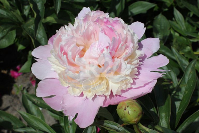 Whopper – R2 Flowers BV | Broker in Paeonia